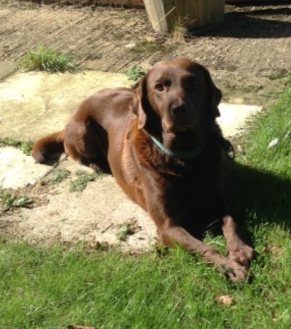 Home - Labrador Rescue South East & Central