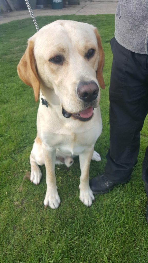 Provide A Home - Labrador Rescue South East & Central