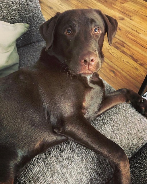 Rehome Your Dog - Labrador Rescue South East & Central