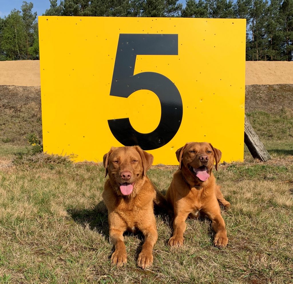 Rehome Your Dog - Labrador Rescue South East & Central
