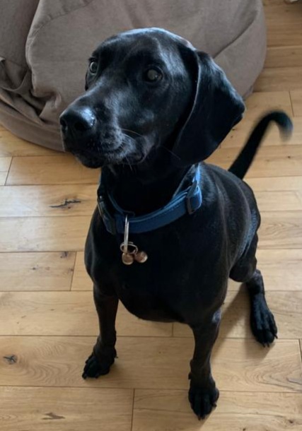 Rehome Your Dog - Labrador Rescue South East & Central