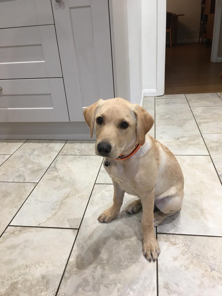 Rehome Your Dog - Labrador Rescue South East & Central