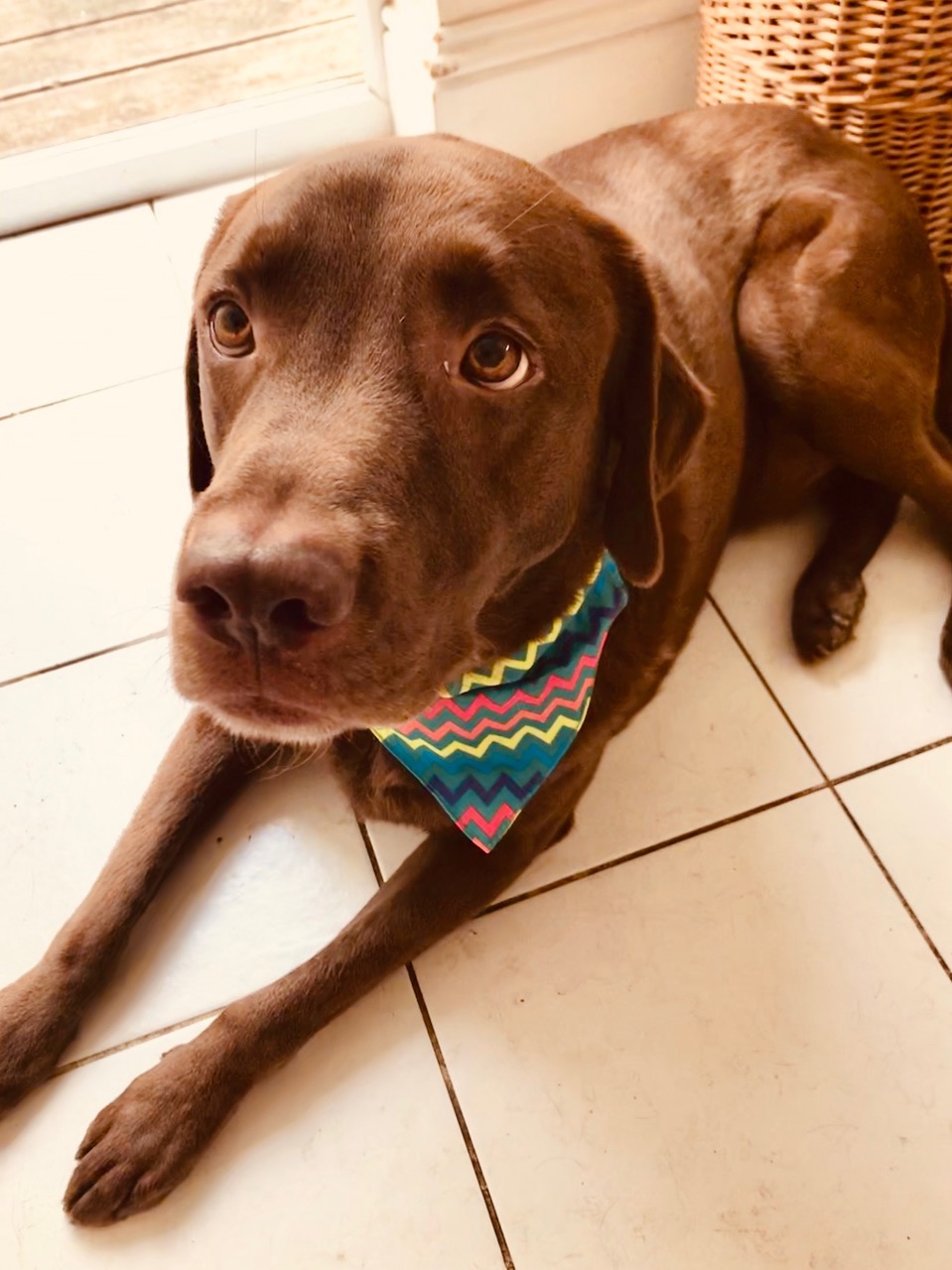 Rehome Your Dog - Labrador Rescue South East & Central