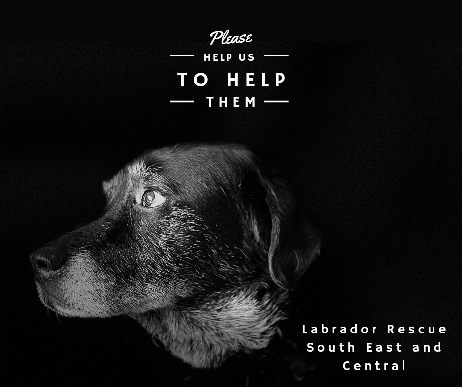 Home - Labrador Rescue South East & Central