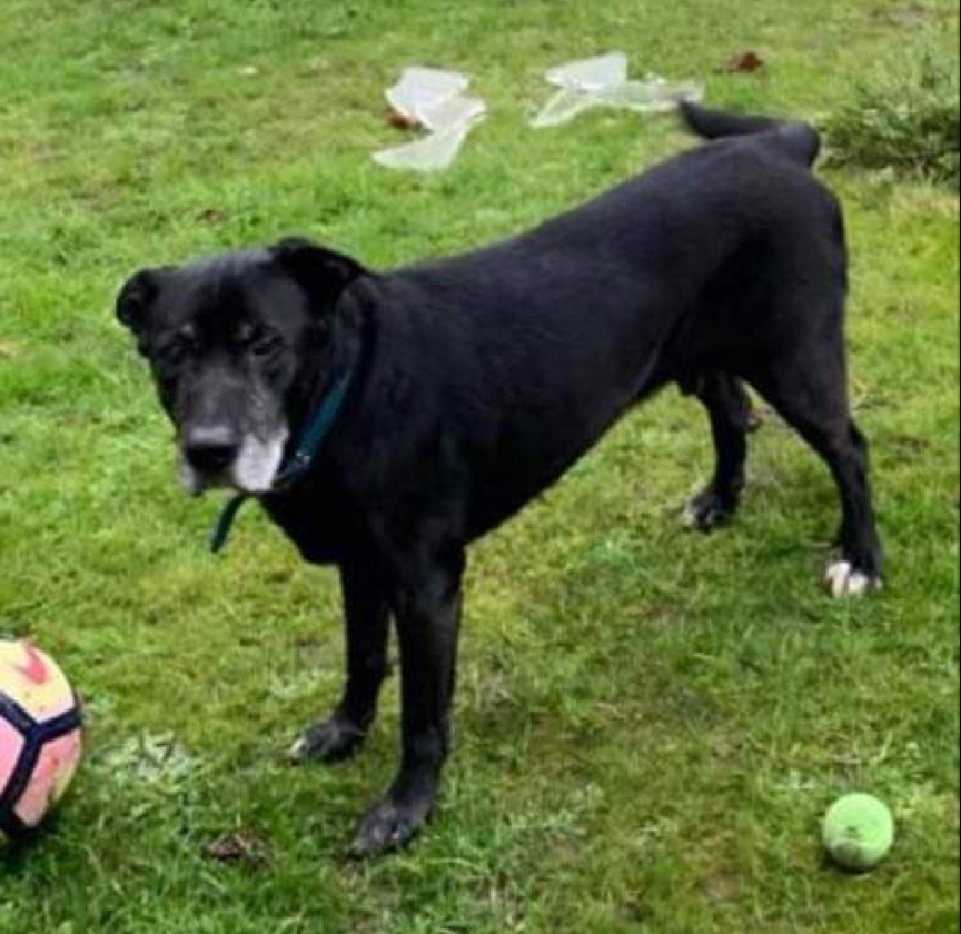Rehome Your Dog - Labrador Rescue South East & Central