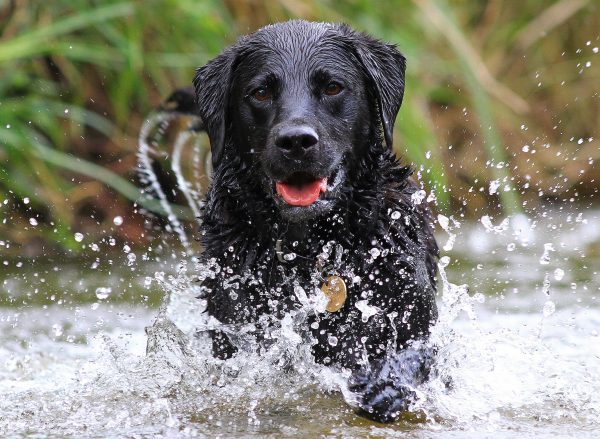 What We Do - Labrador Rescue South East & Central