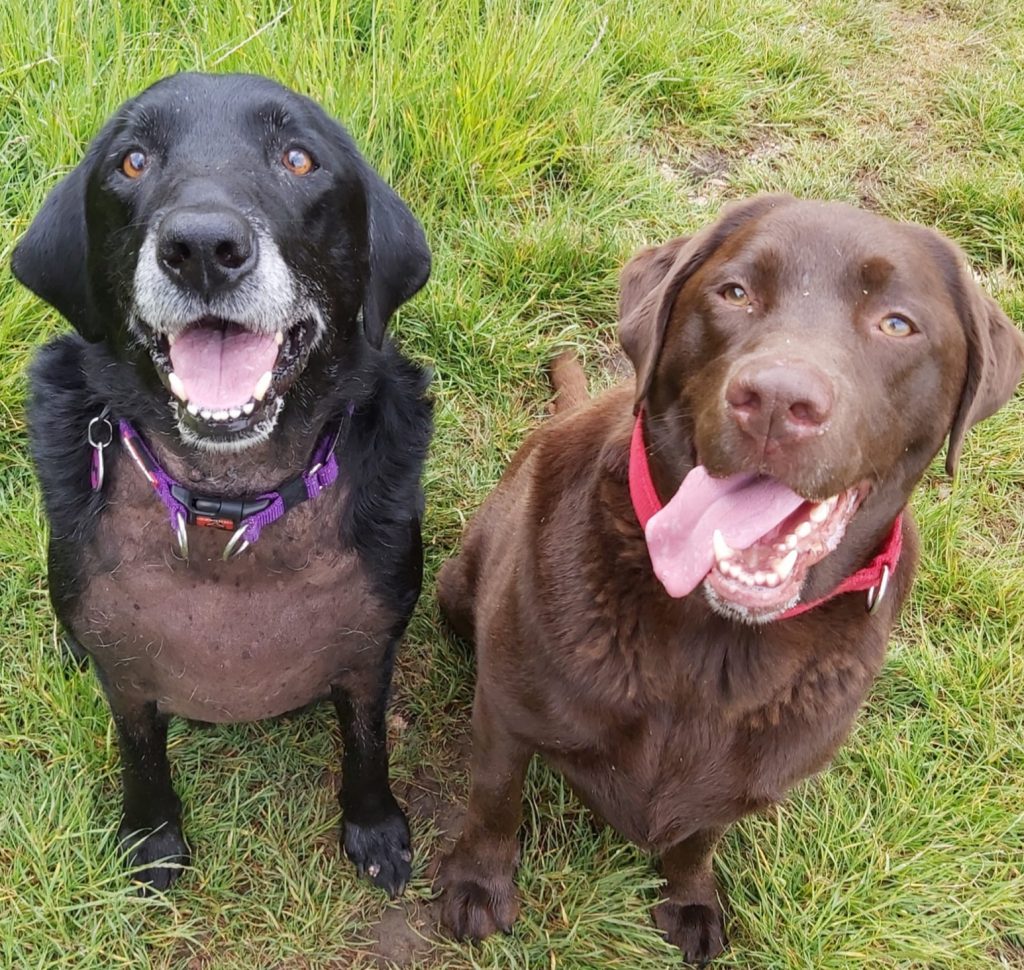 BARNEY - Labrador Rescue South East & Central