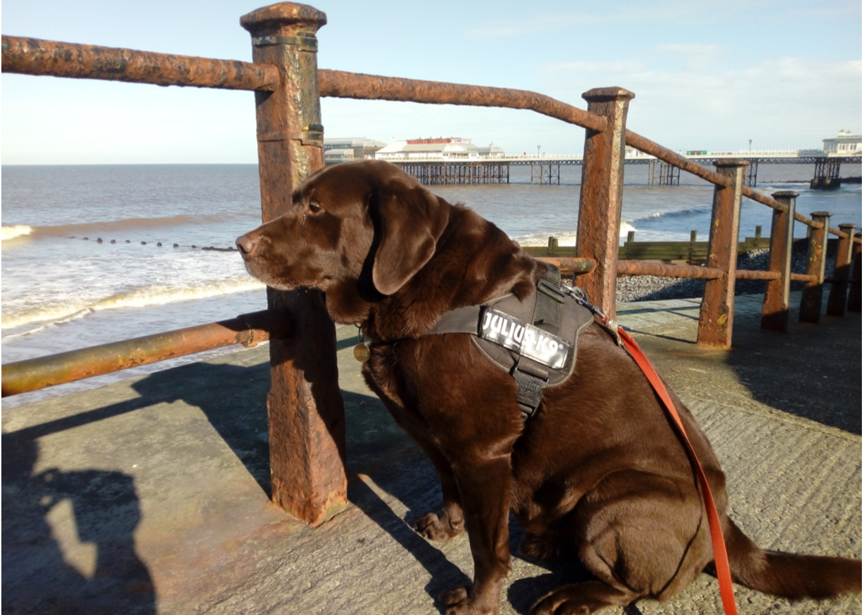 Bentley - Labrador Rescue South East & Central