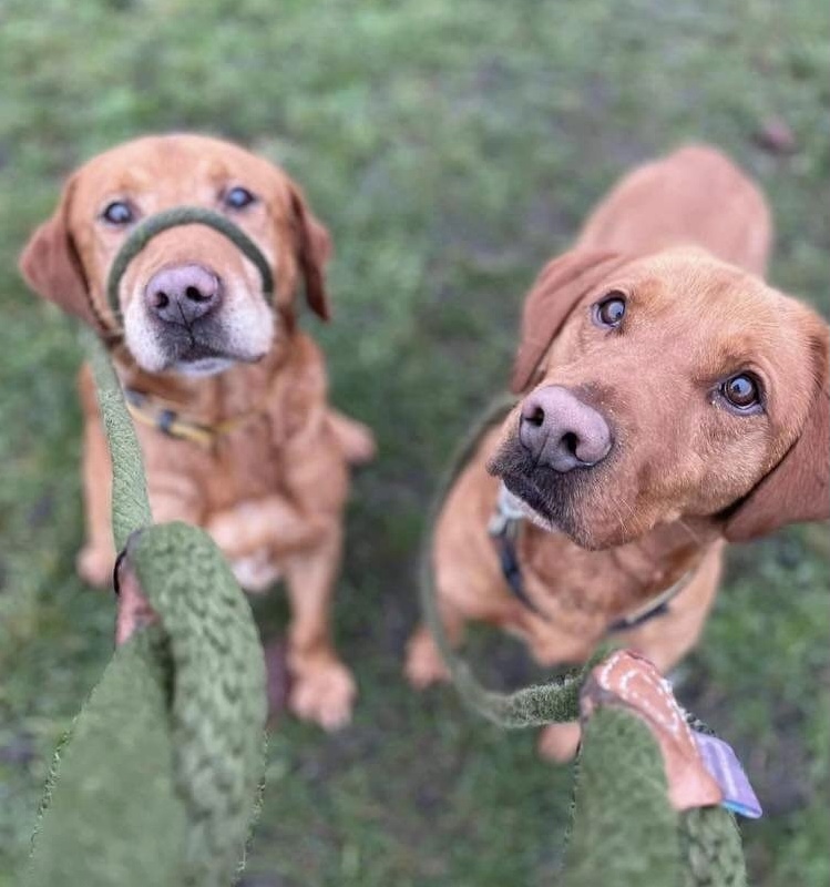 Rehome Your Dog - Labrador Rescue South East & Central