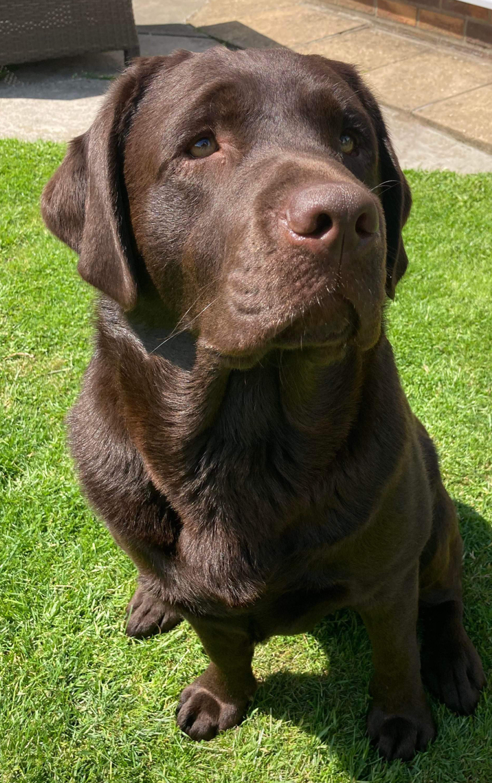 Rehome Your Dog - Labrador Rescue South East & Central