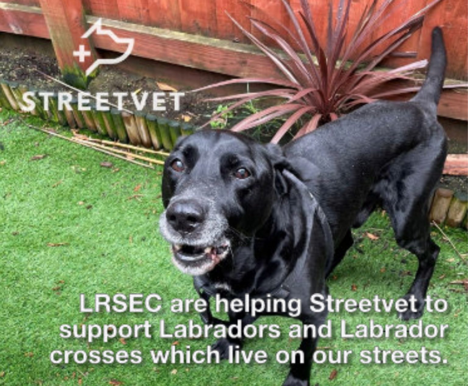 Home - Labrador Rescue South East & Central