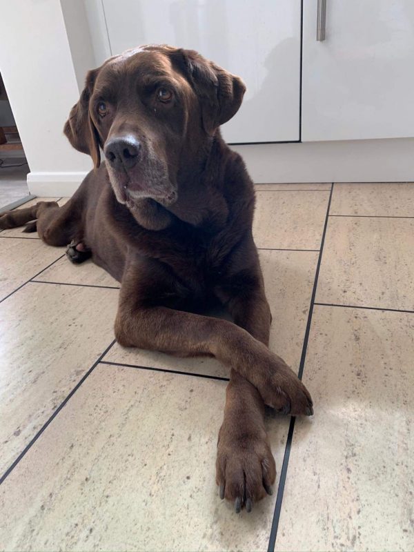 Home - Labrador Rescue South East & Central