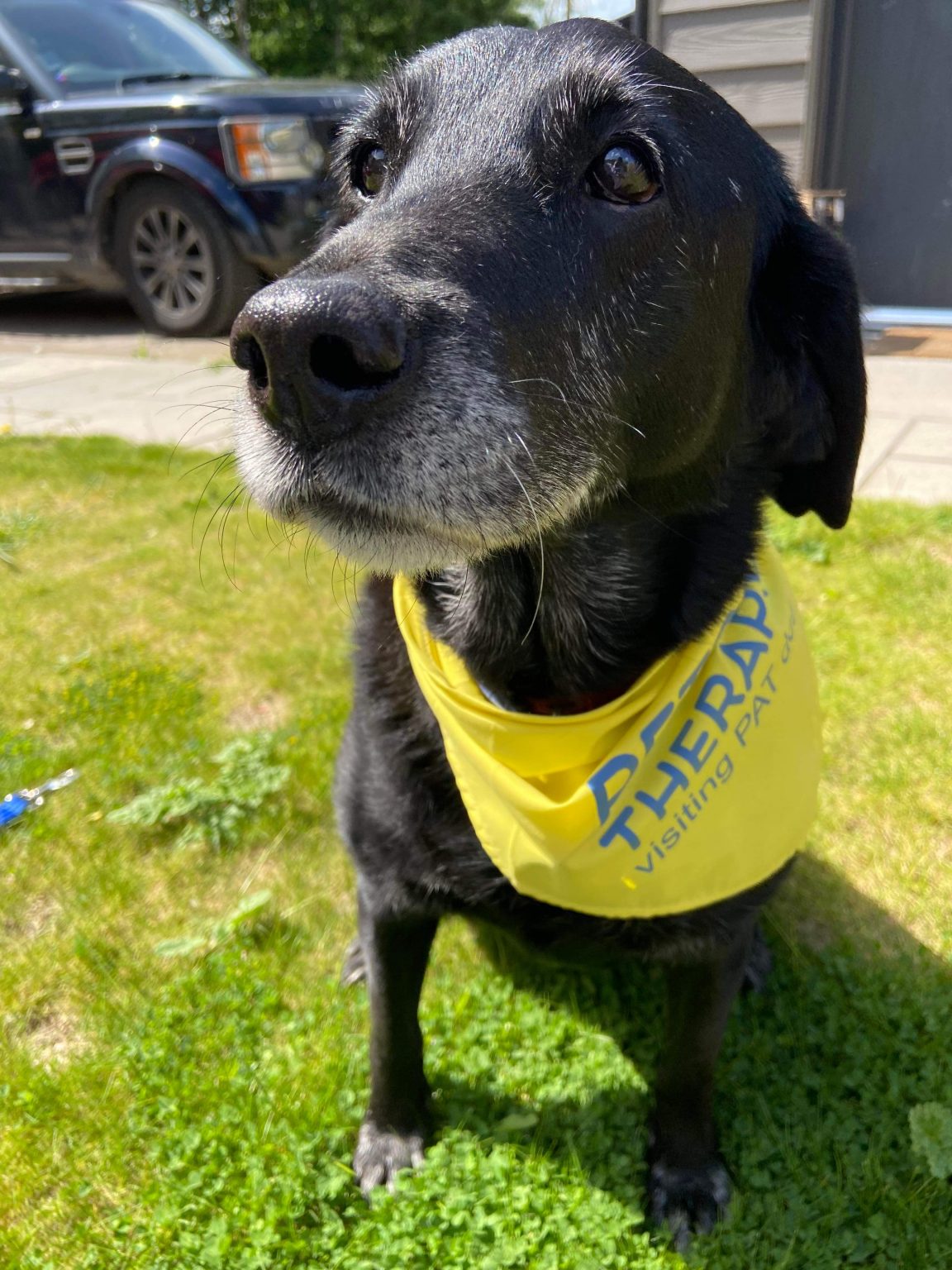 Home - Labrador Rescue South East & Central