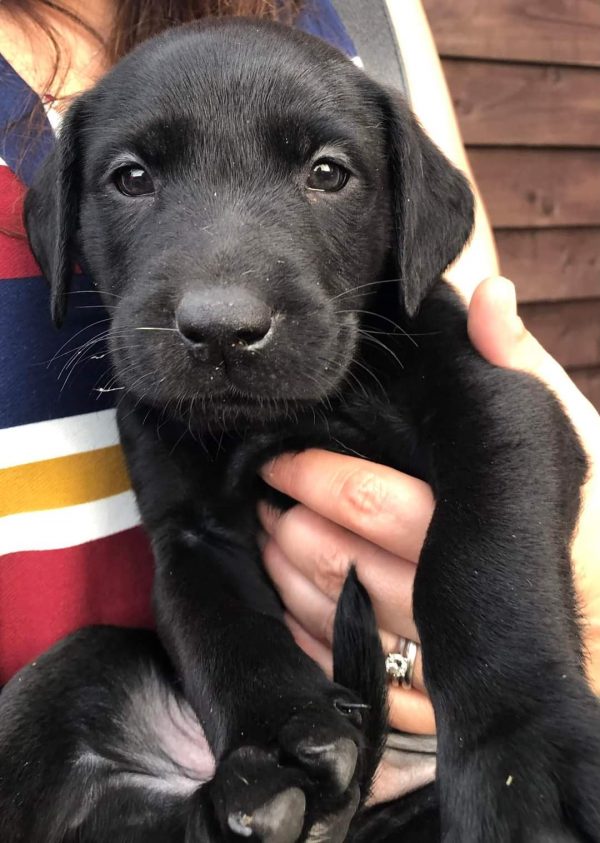 Rehome Your Dog - Labrador Rescue South East & Central