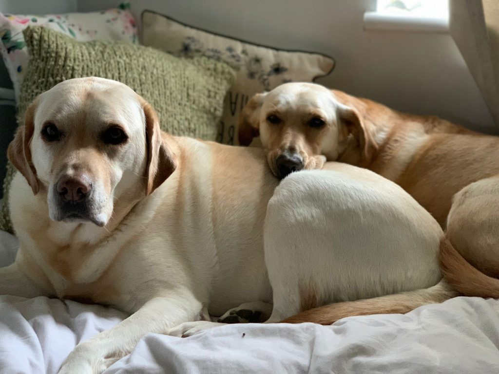 Provide A Home - Labrador Rescue South East & Central