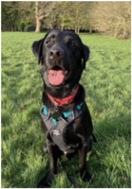 Home - Labrador Rescue South East & Central
