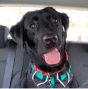 Home - Labrador Rescue South East & Central