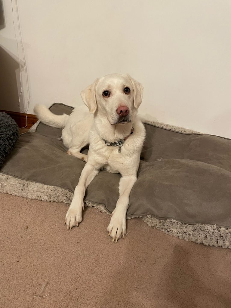 Provide A Home - Labrador Rescue South East & Central