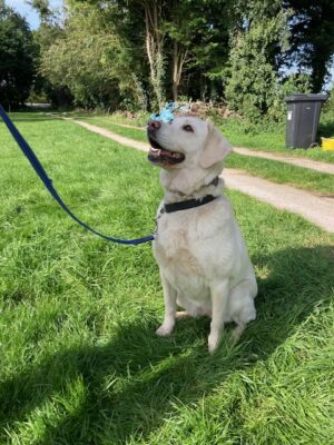 Provide A Home - Labrador Rescue South East & Central