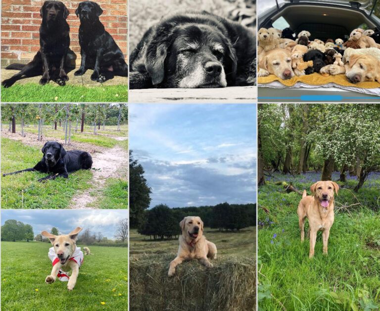Home - Labrador Rescue South East & Central