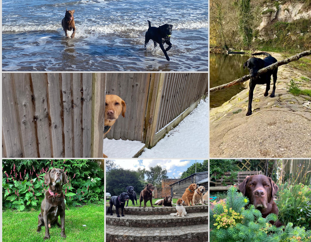 Home - Labrador Rescue South East & Central