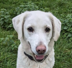 Home - Labrador Rescue South East & Central
