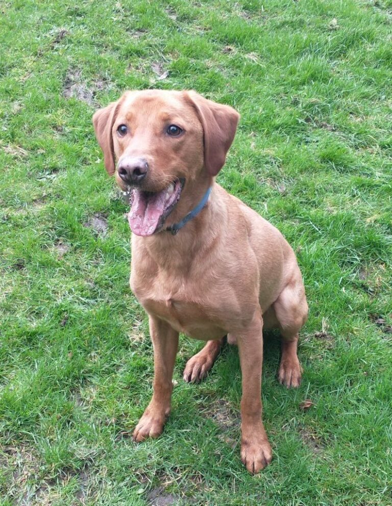 Provide A Home - Labrador Rescue South East & Central