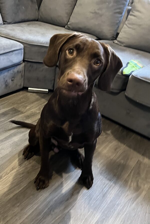 Rehome Your Dog - Labrador Rescue South East & Central