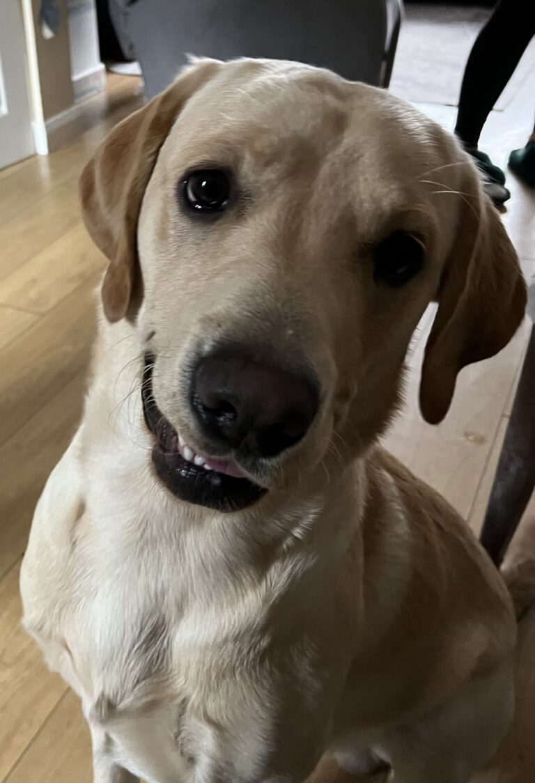 Rehome Your Dog - Labrador Rescue South East & Central