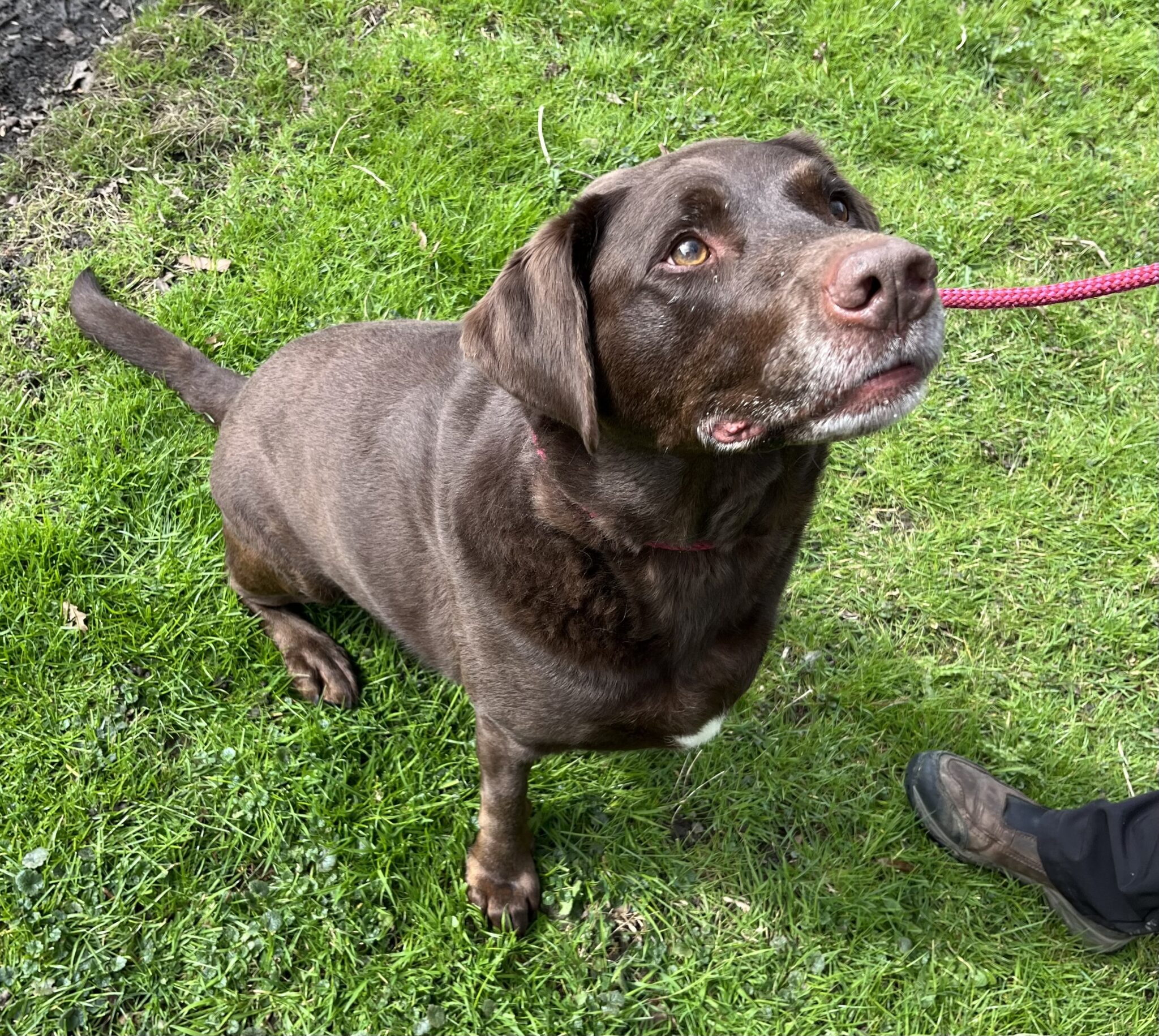 Rehome Your Dog - Labrador Rescue South East & Central