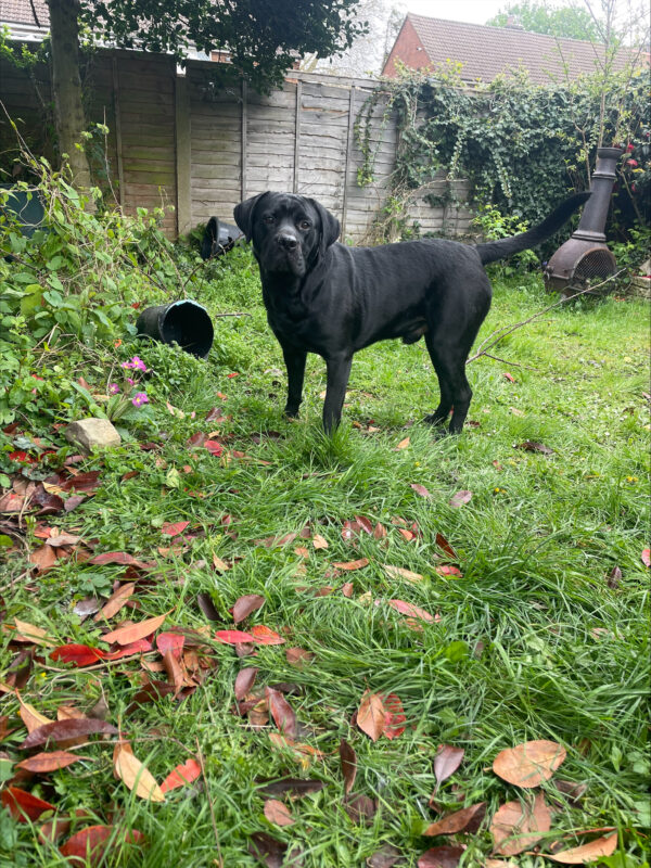 Rehome Your Dog - Labrador Rescue South East & Central