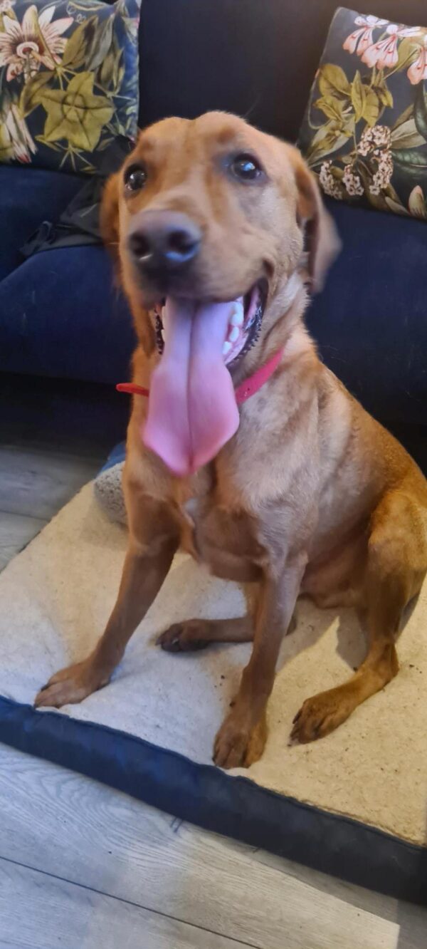 Rehome Your Dog - Labrador Rescue South East & Central