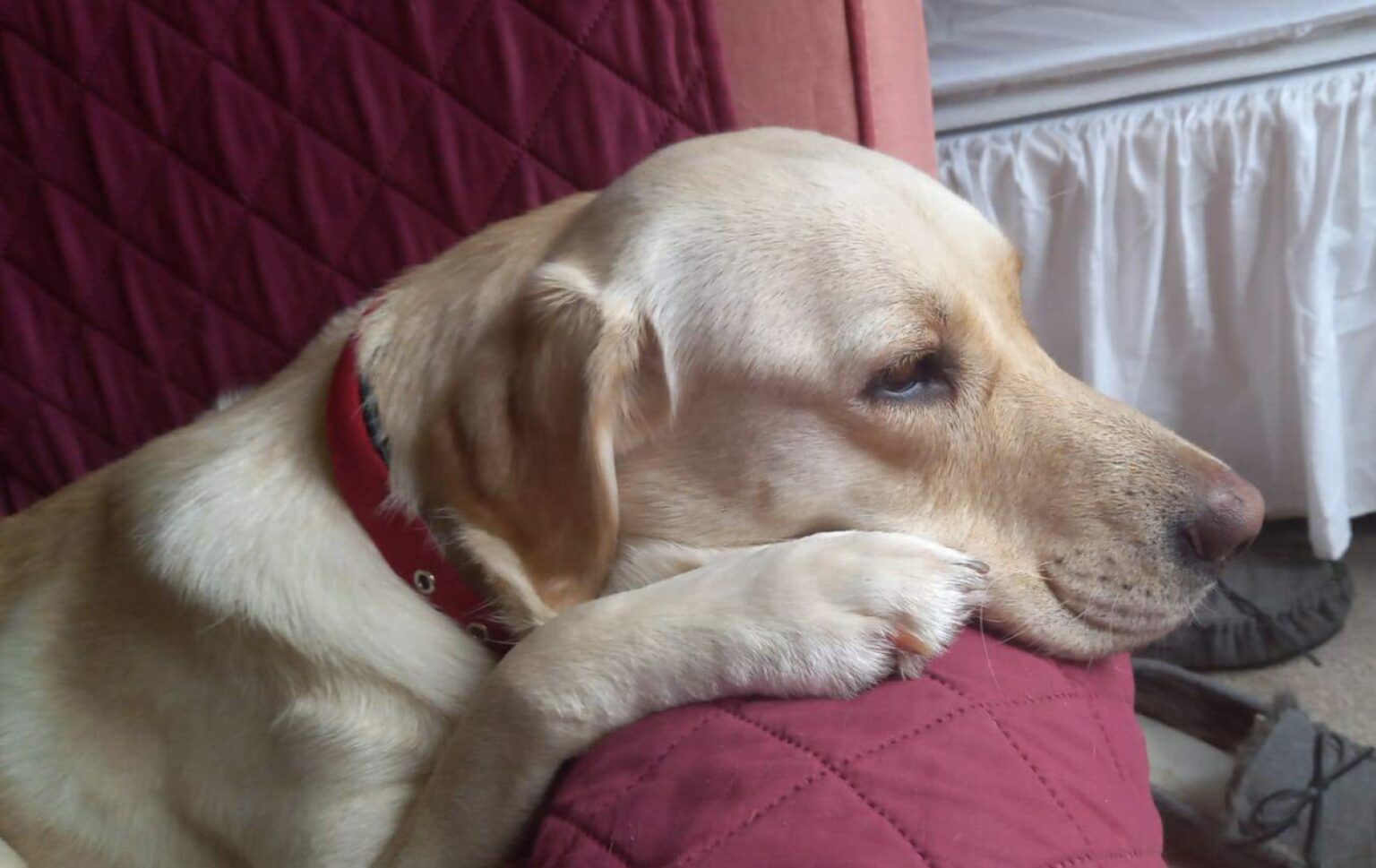 Rehome Your Dog - Labrador Rescue South East & Central