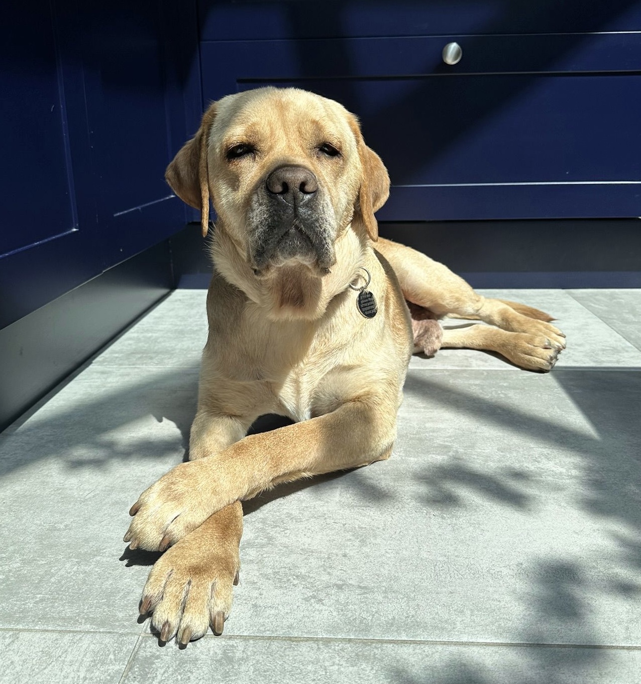 Ref 2279 Yellow Male Labrador X - Labrador Rescue South East & Central