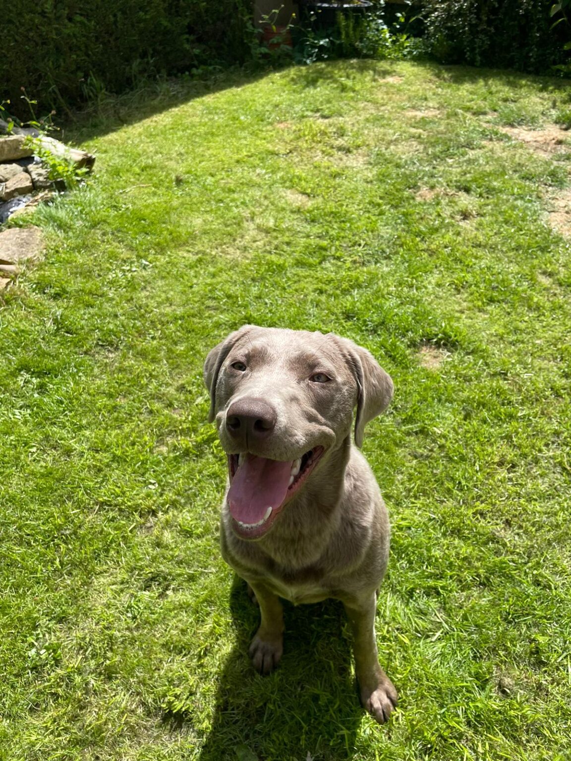 Rehome Your Dog - Labrador Rescue South East & Central