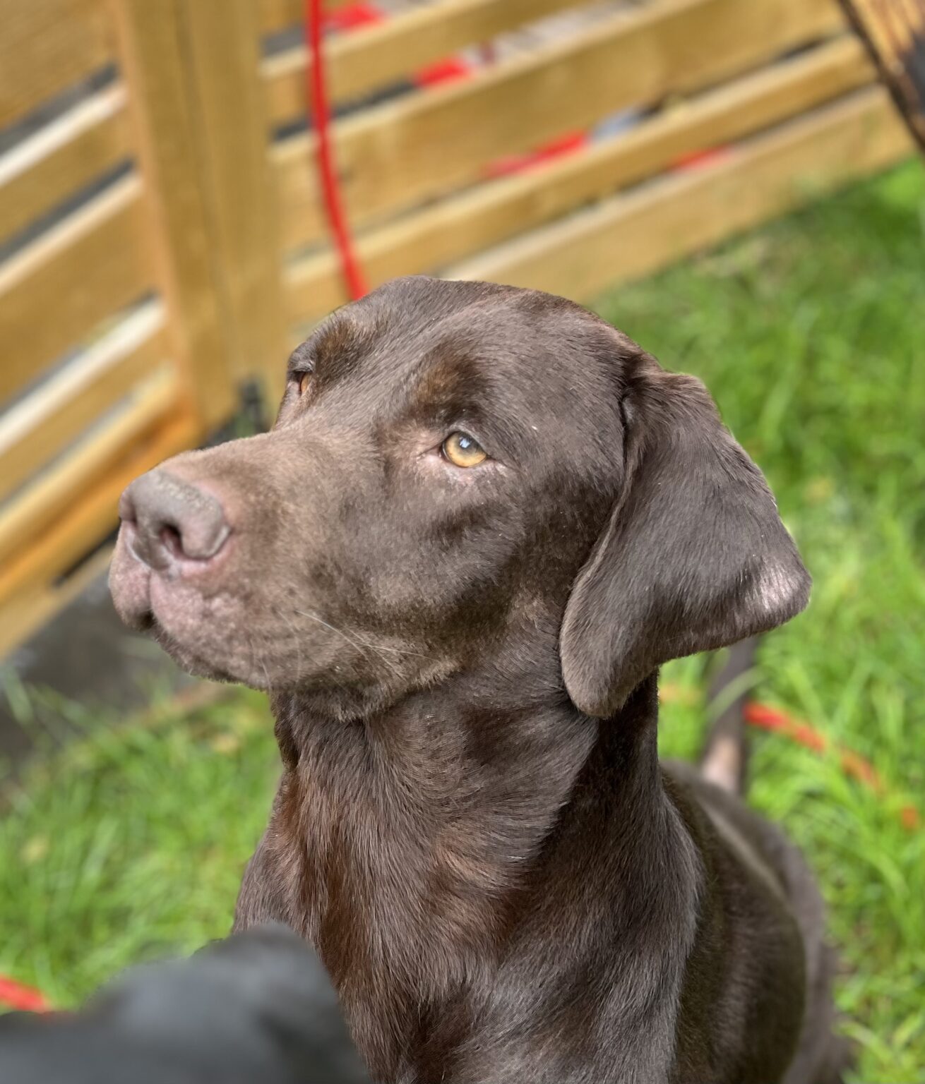 Rehome Your Dog - Labrador Rescue South East & Central