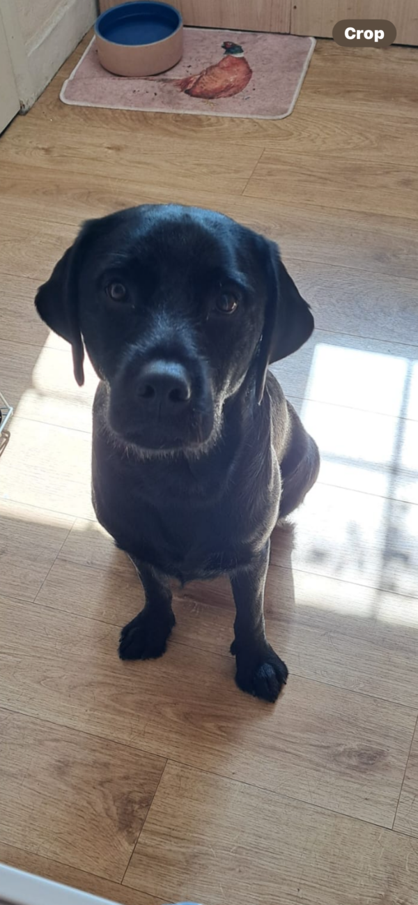 Rehome Your Dog - Labrador Rescue South East & Central