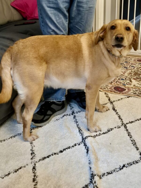 Rehome Your Dog - Labrador Rescue South East & Central