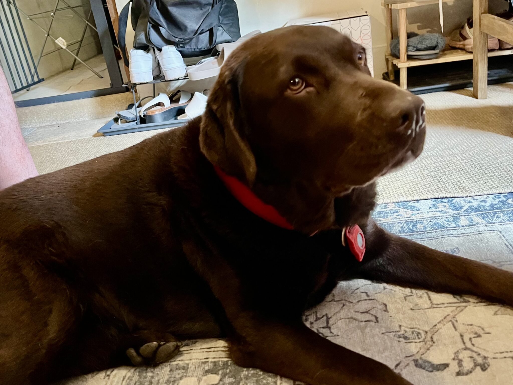 Rehome Your Dog - Labrador Rescue South East & Central