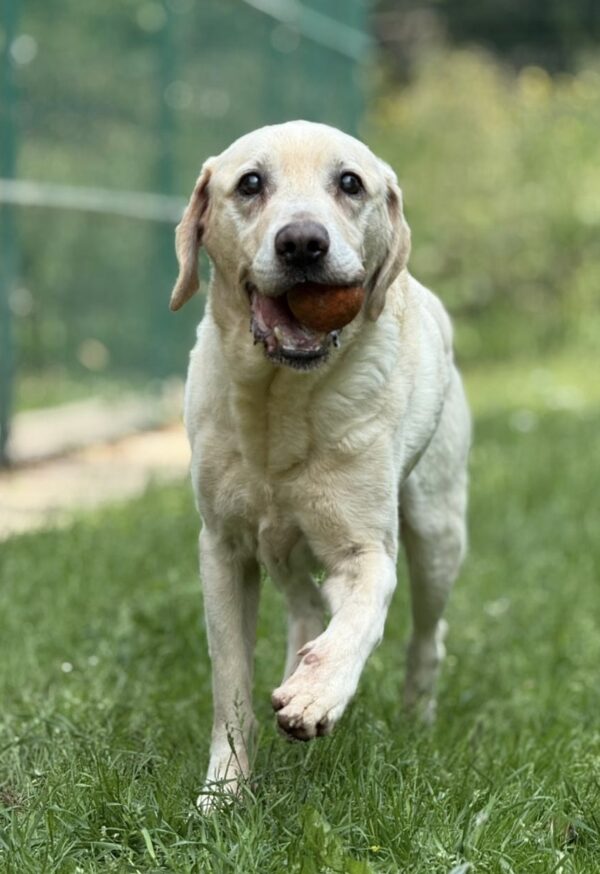 Home - Labrador Rescue South East & Central
