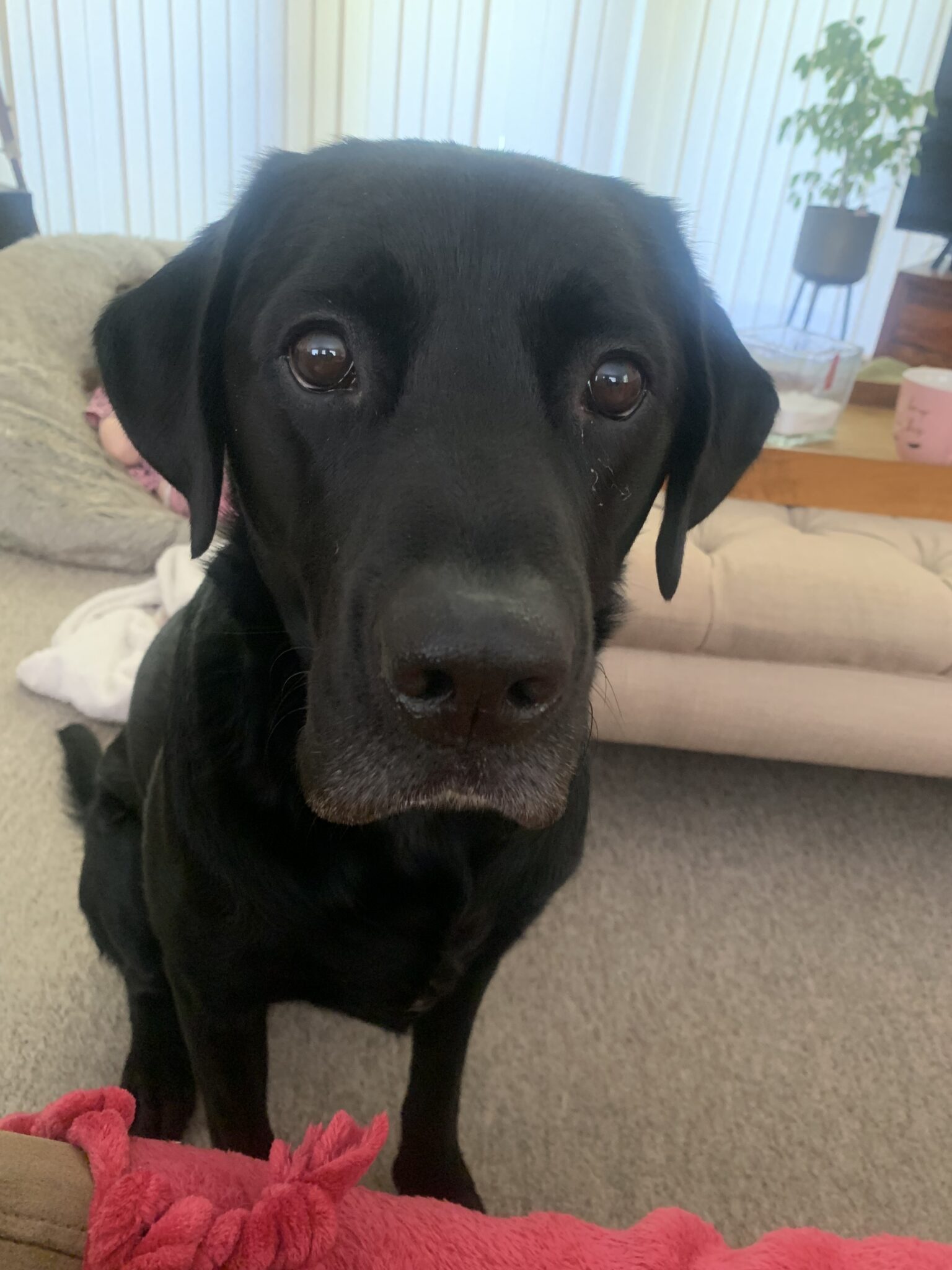 Provide A Home - Labrador Rescue South East & Central