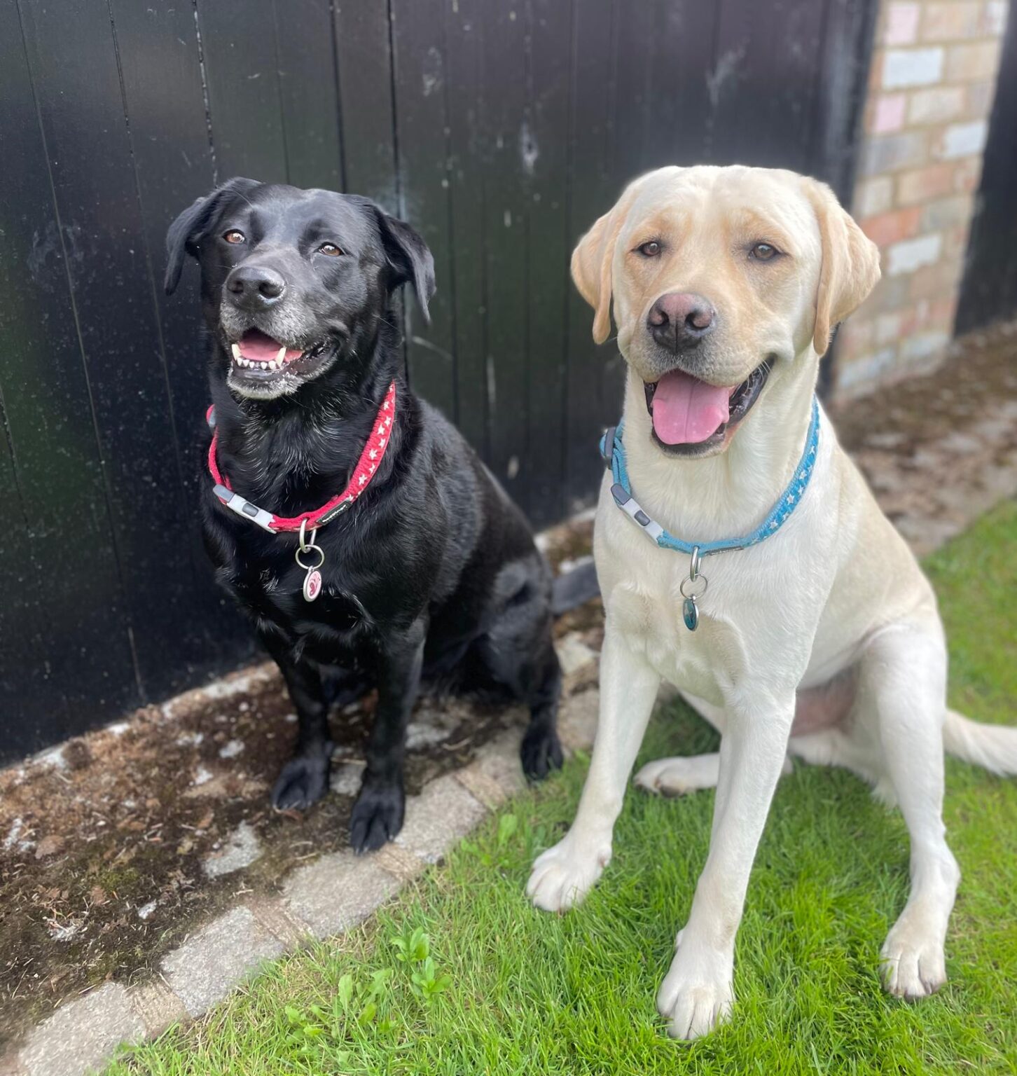 Rehome Your Dog - Labrador Rescue South East & Central