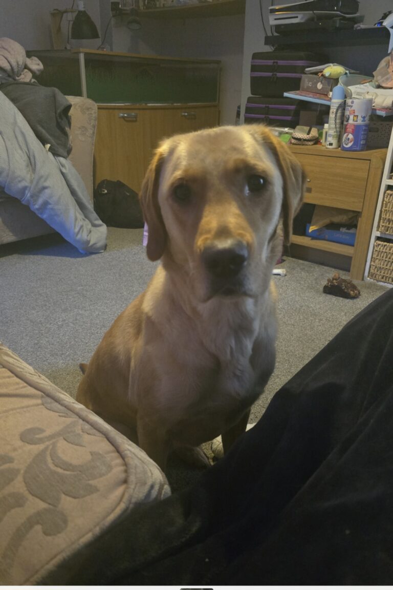 Rehome Your Dog - Labrador Rescue South East & Central