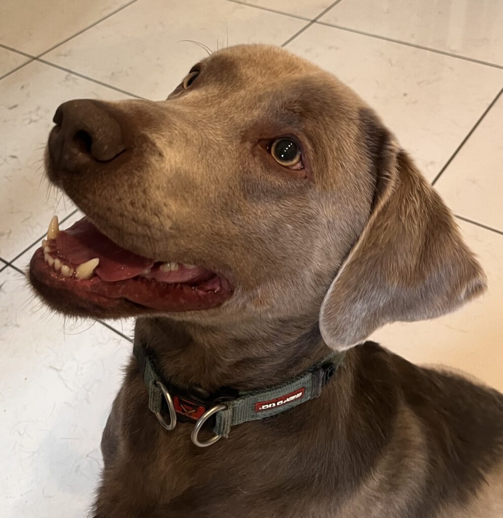 2424 - 3 years & 11 months Silver Male - Labrador Rescue South East ...