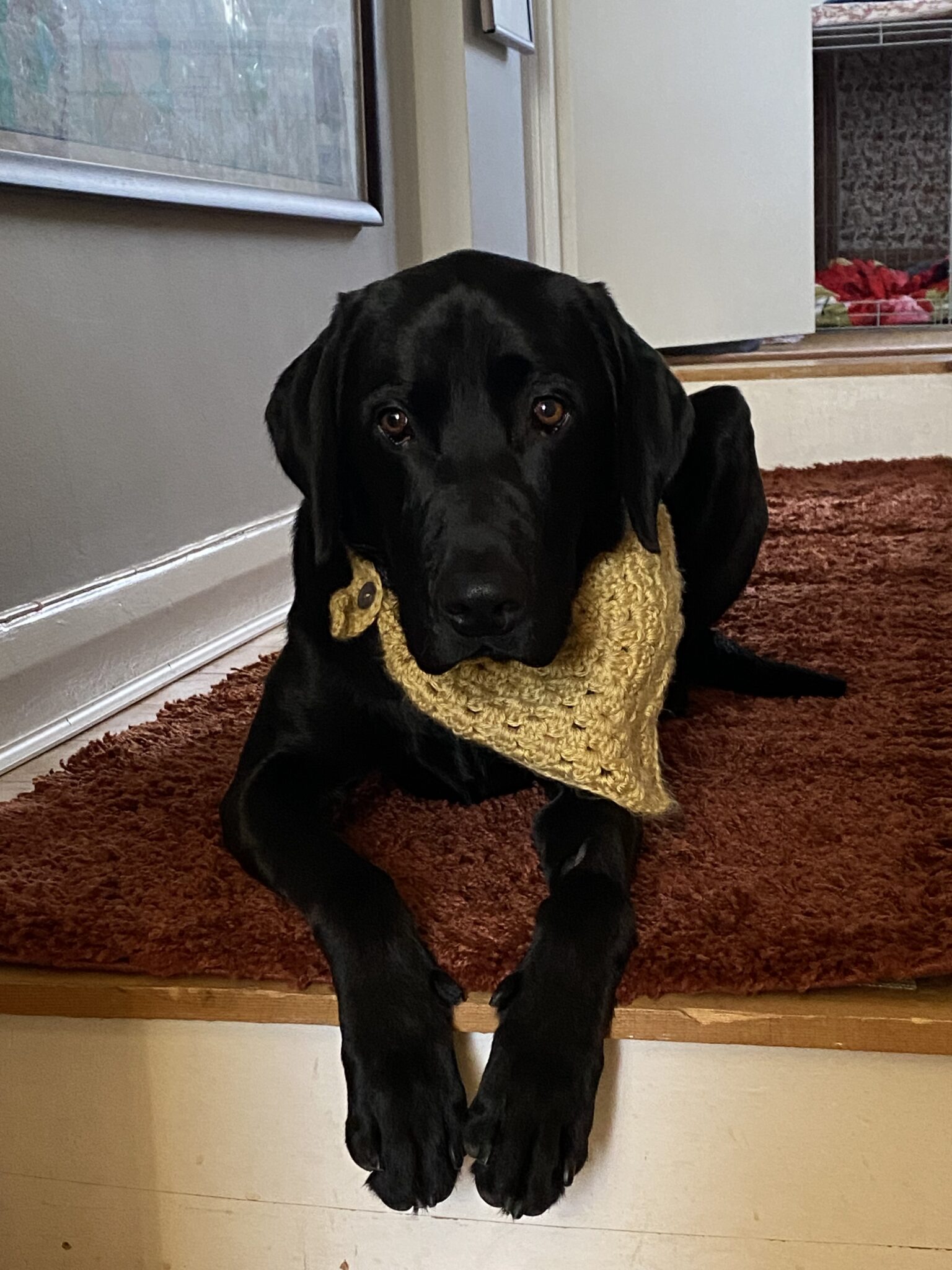 Rehome Your Dog - Labrador Rescue South East & Central