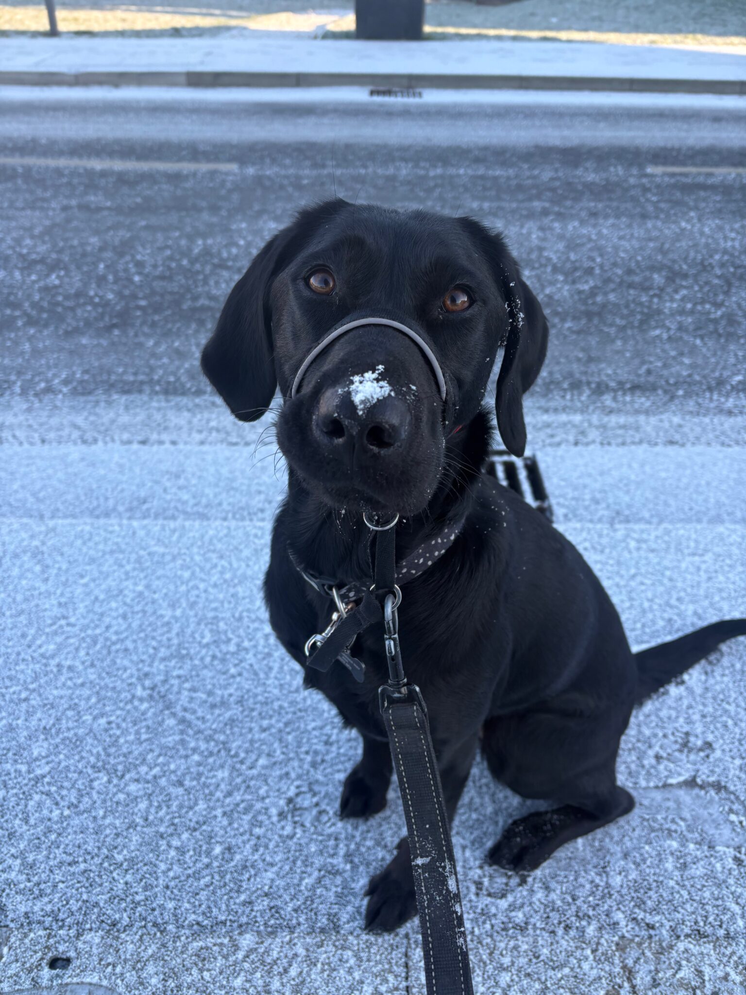 Rehome Your Dog - Labrador Rescue South East & Central
